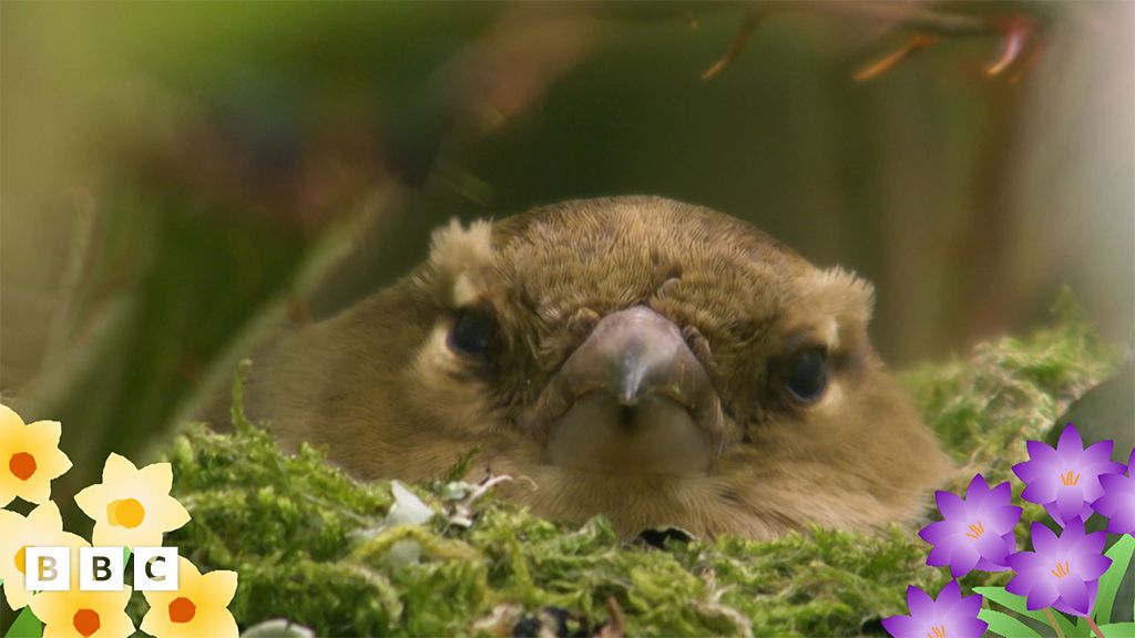 Feathered Friends Poem - CBeebies
