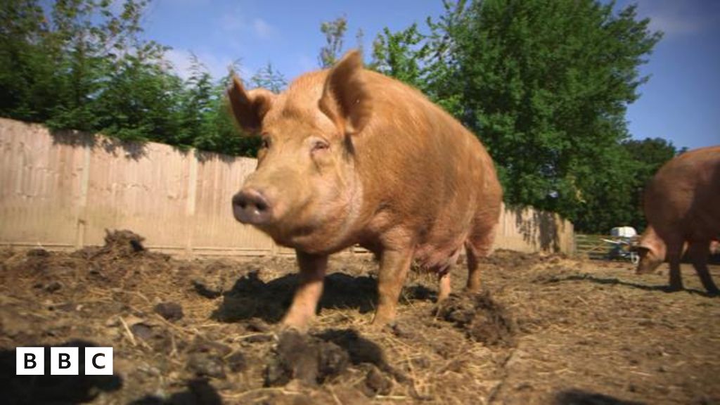 Pig Fact File - CBeebies