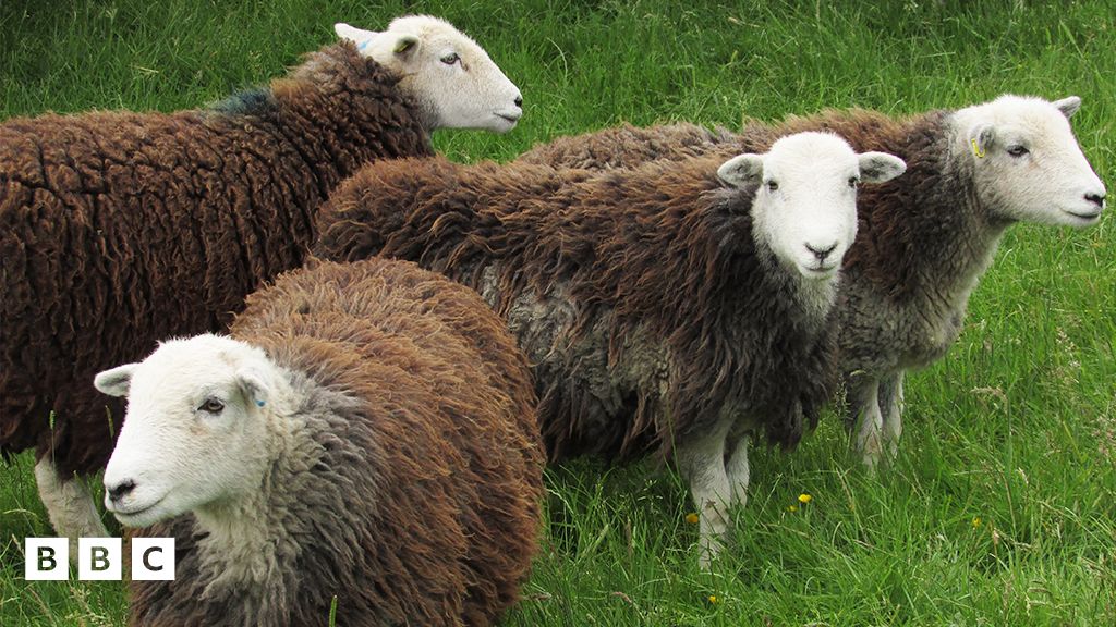 Sheep Fact File - CBeebies