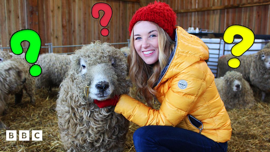 Amazing facts quiz - CBeebies