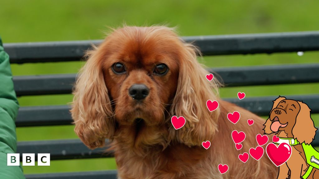 Dog Squad: It's Toffee time! - CBeebies