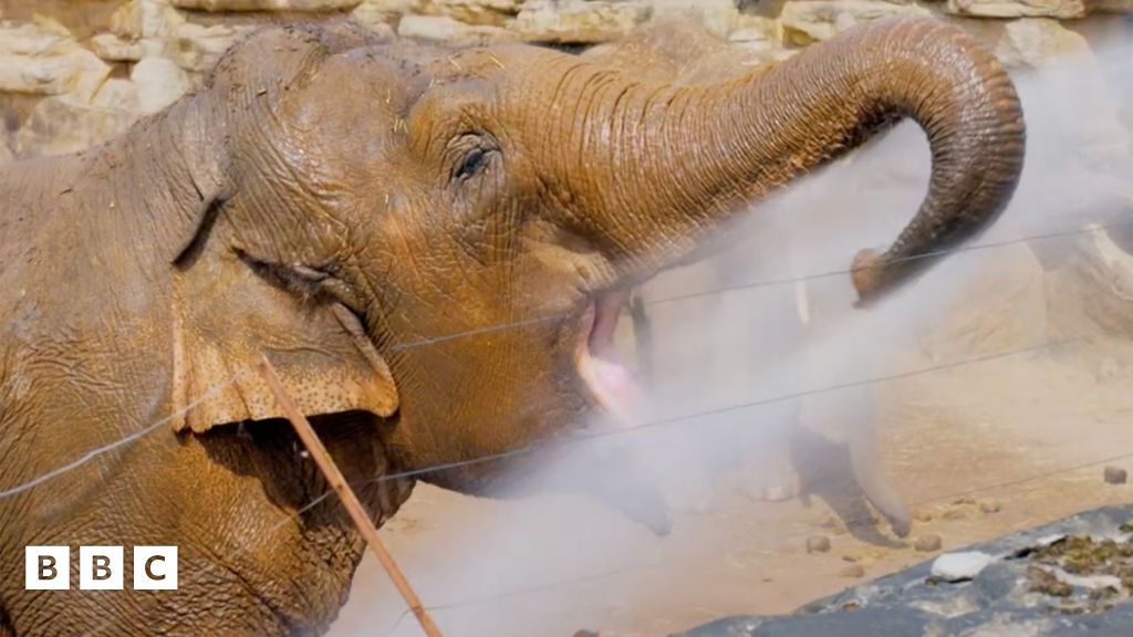 Fact File: Elephants - CBeebies