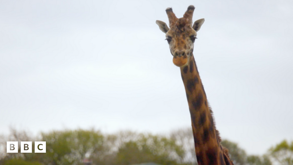 Fact File: Giraffes - CBeebies