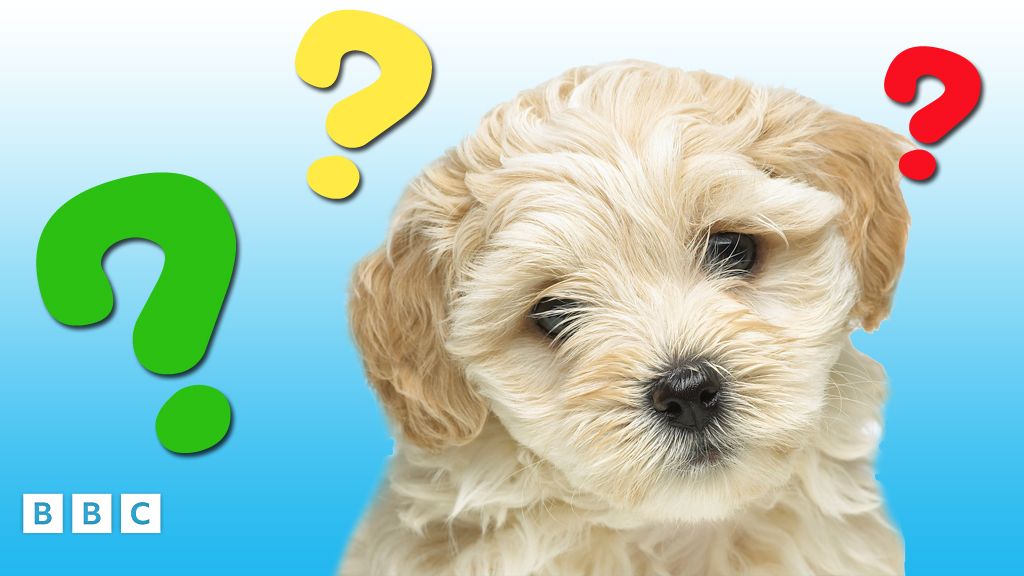 Match the puppy quiz - CBeebies