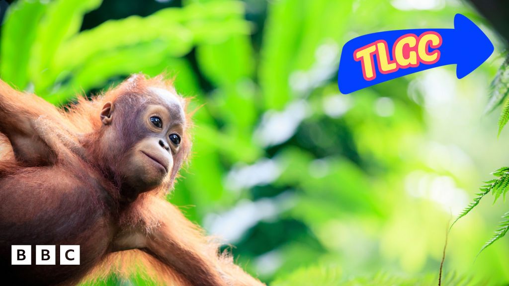 What baby animal are you? - CBeebies