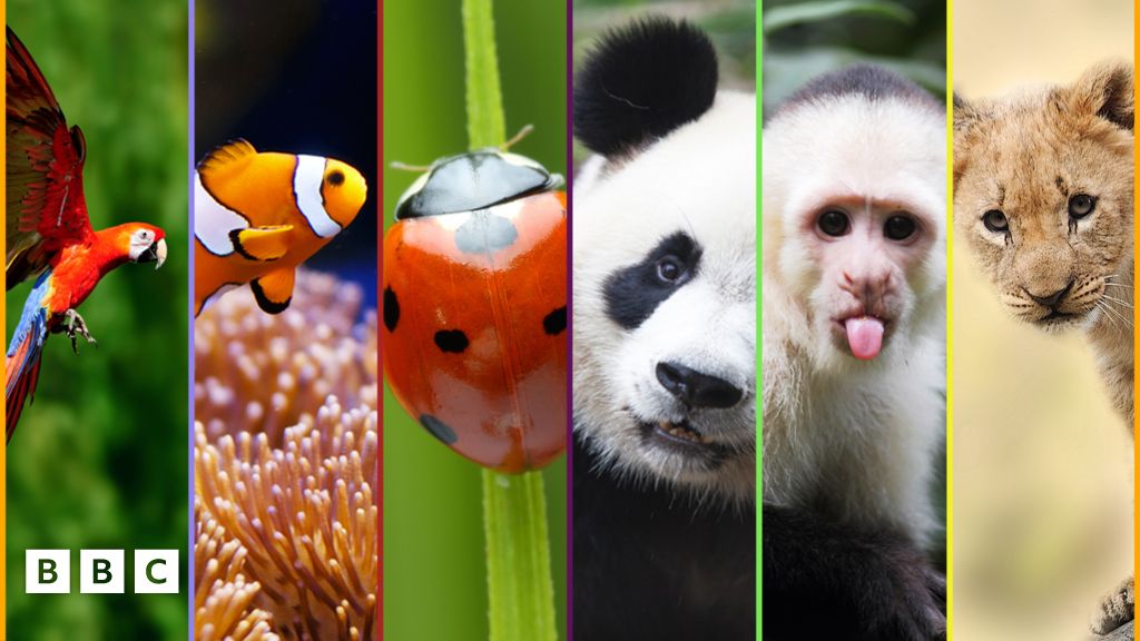 What's your favourite wild animal? - CBeebies