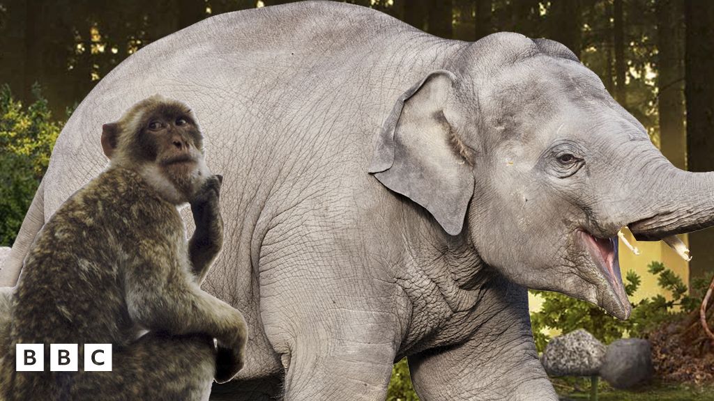 World Wildlife Day - CBeebies