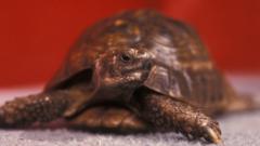 Past Blue Peter pets - CBBC