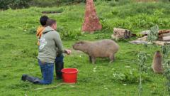 Fact File: Capybara - CBeebies