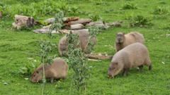 Fact File: Capybara - CBeebies
