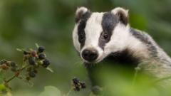 Autumn Animals - CBeebies