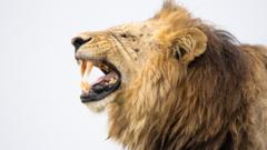 Fact File: Lions - CBeebies