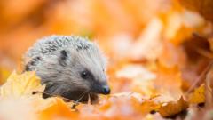 Autumn Animals - CBeebies