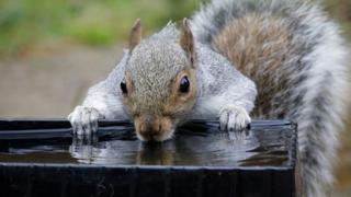 Wildlife on your doorstep - CBBC