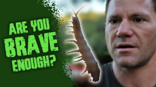 Deadly with Steve Backshall - CBBC - BBC
