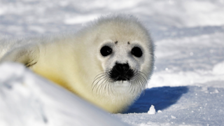 CBBC Animal Hub - CBBC - BBC