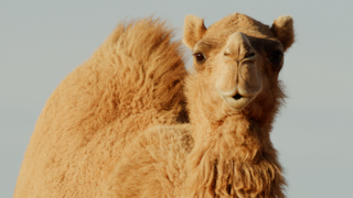 CBBC Animal Hub - CBBC - BBC