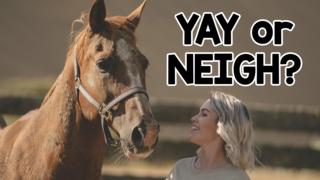 CBBC Animal Hub - CBBC - BBC