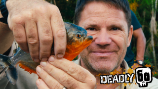 Deadly with Steve Backshall - CBBC - BBC