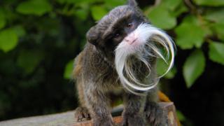 The Zoo - CBBC - BBC