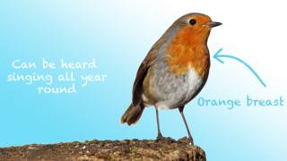 Get bird spotting with your little one - CBeebies