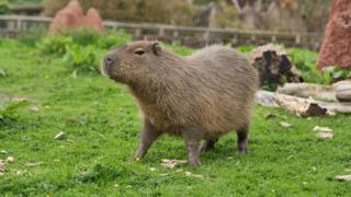 Fact File: Capybara - CBeebies