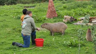 Fact File: Capybara - CBeebies