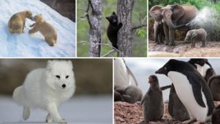 CBeebies Animals - CBeebies - BBC