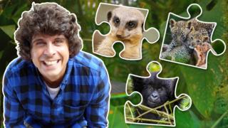 CBeebies Animals - CBeebies - BBC