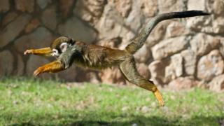 Leaping Animals - CBeebies