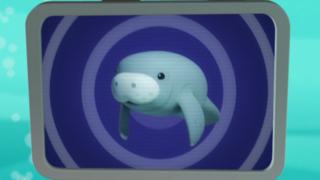 Octonauts Creature Reports - CBeebies - BBC
