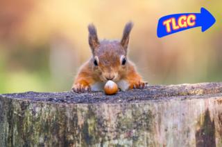 CBeebies Animals - CBeebies - BBC