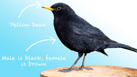 Get bird spotting with your little one - CBeebies