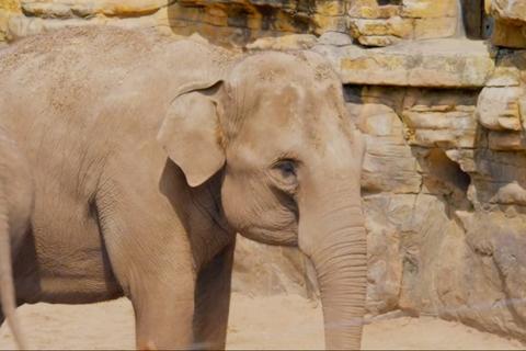 Fact File: Elephants - CBeebies