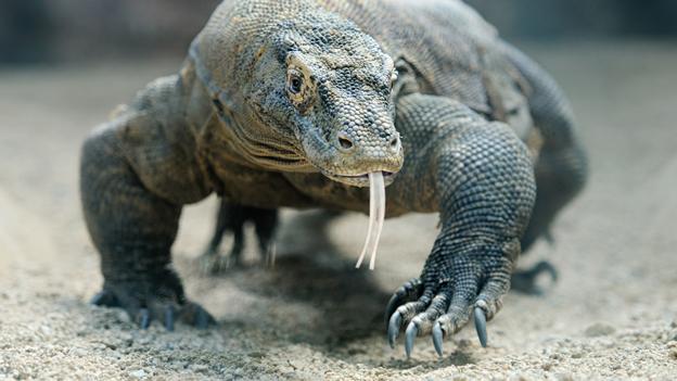 Gallery: Ambiguous animals - CBBC