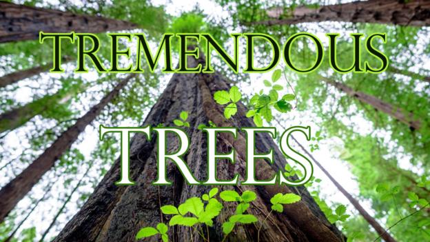 Tremendous trees - CBBC