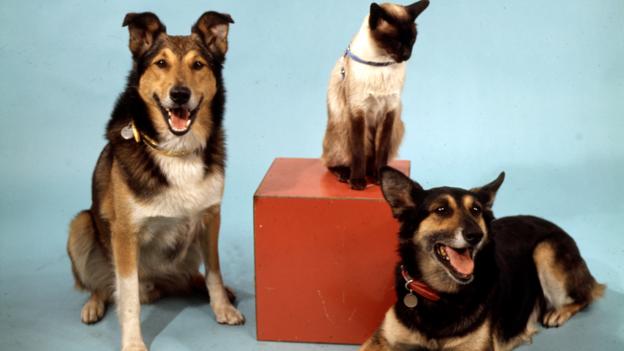 What were the Blue Peter pets? Find out more about every pet in Blue ...