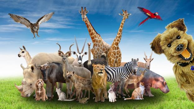 What Animal Would You Be? - CBBC