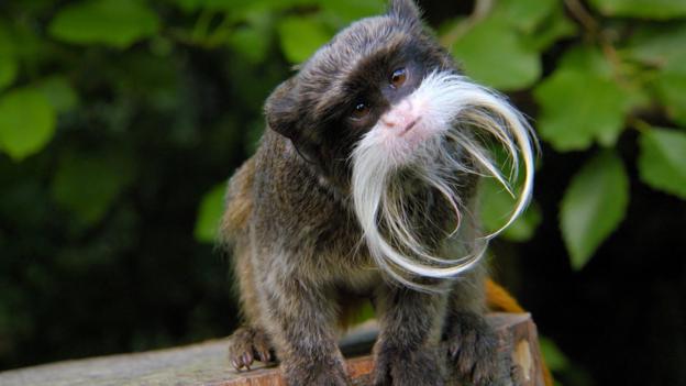 The Zoo - CBBC - BBC