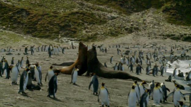 Deadly with Steve Backshall - CBBC - BBC