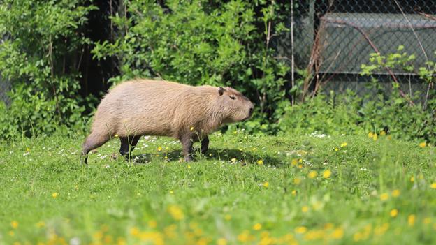 Fact File: Capybara - CBeebies