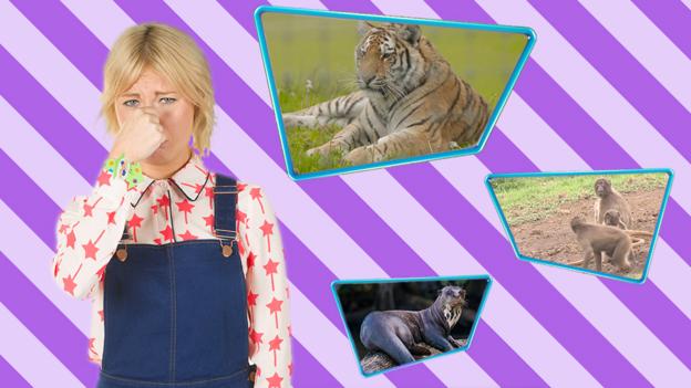 CBeebies Animals - CBeebies - BBC