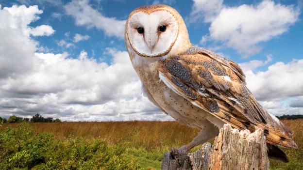 Autumn Animals - CBeebies