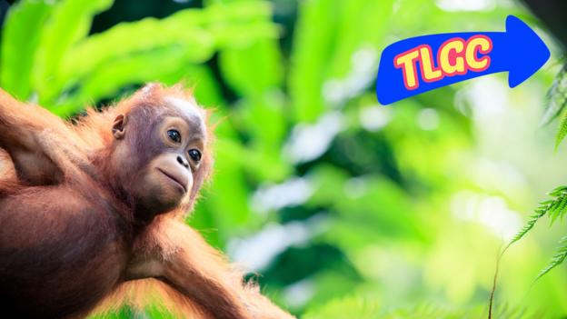 CBeebies Animals - CBeebies - BBC