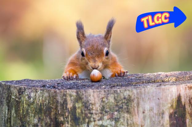 CBeebies Animals - CBeebies - BBC