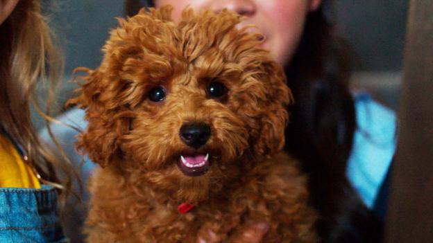 Waffle the Wonder Dog - CBeebies - BBC