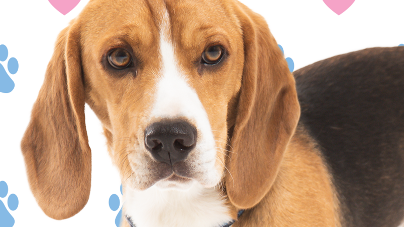 Henry The Dog - Blue Peter Pets - CBBC - CBBC