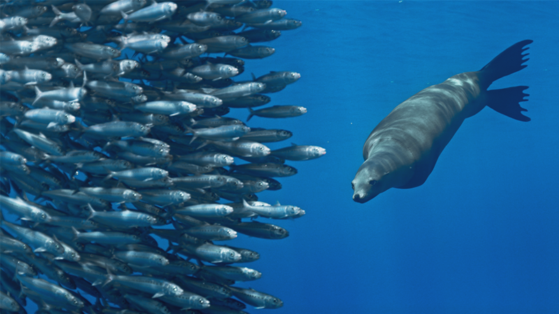 CBBC Animal Hub - CBBC - BBC