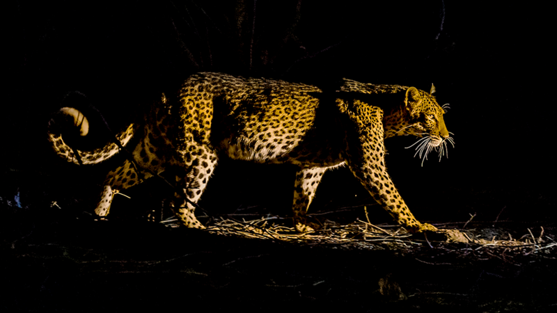 CBBC Animal Hub - CBBC - BBC