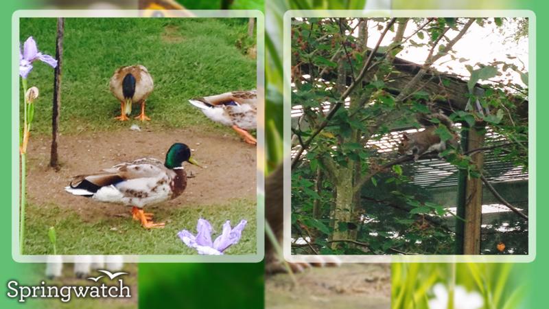 Your Springwatch Snaps! - CBBC